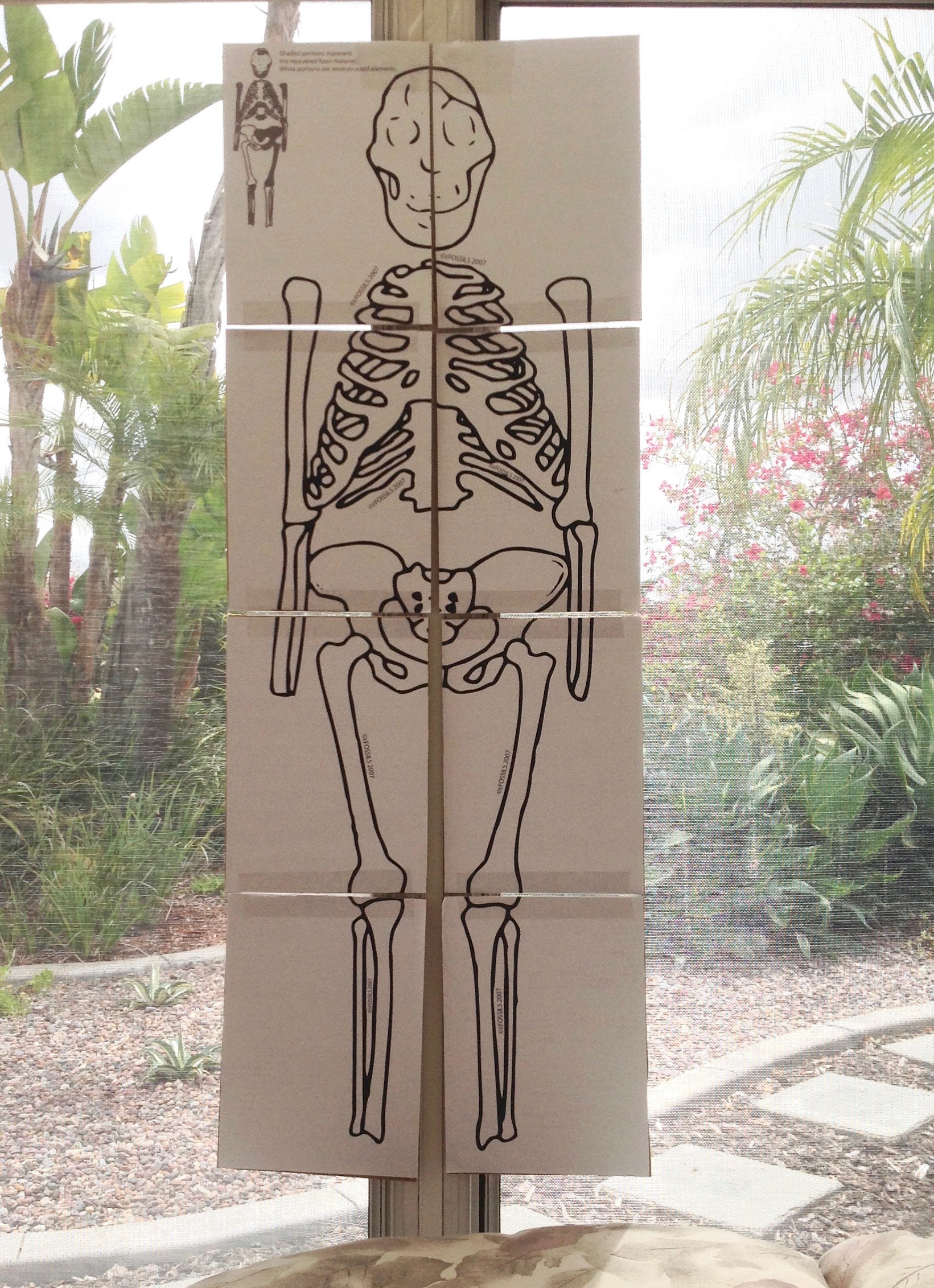 Putting Together eFossils’ Life-Size Skeleton Printouts – KeithCChan.com